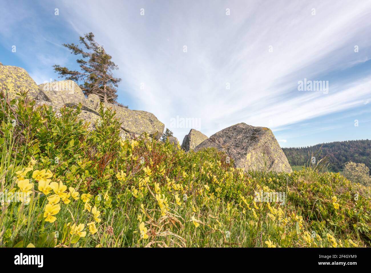 Granite rocks in the Vosges mountains in France Stock Photo - Alamy