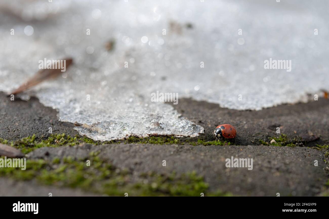 Ladybird Hibernation High Resolution Stock Photography and Images - Alamy