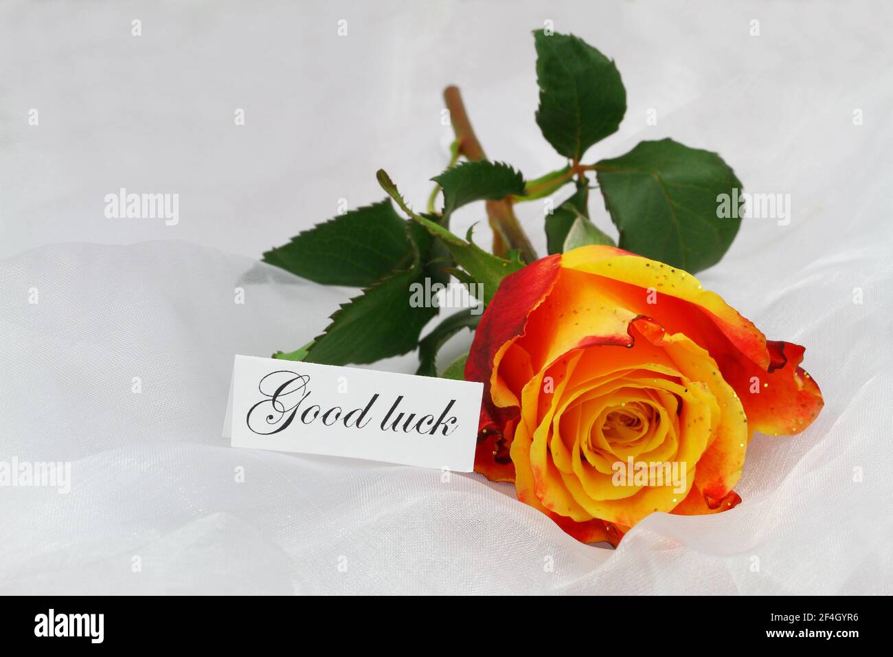 Good luck card with rose hi-res stock photography and images - Alamy