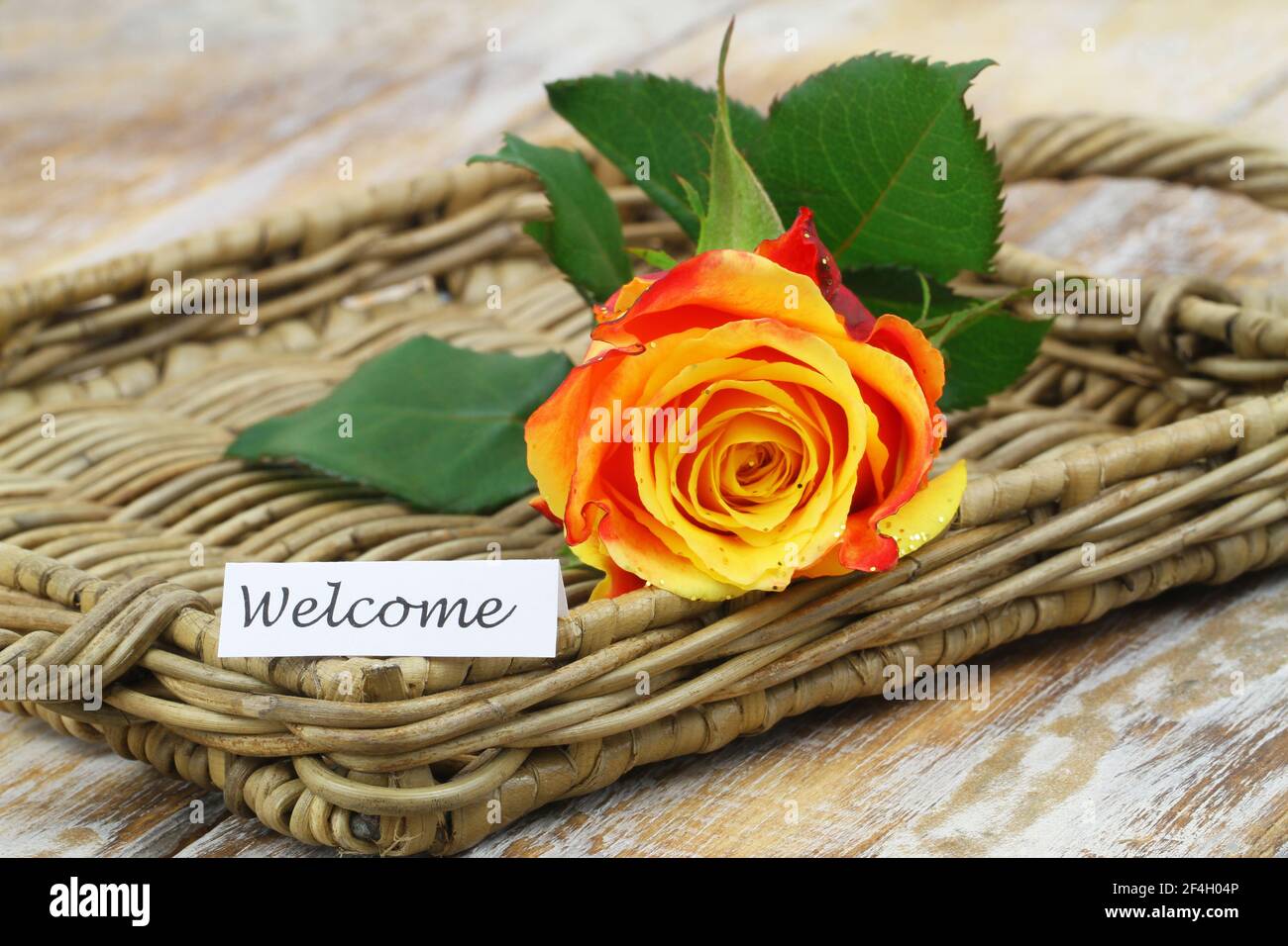 Welcome card with one orange rose on wicker tray Stock Photo - Alamy