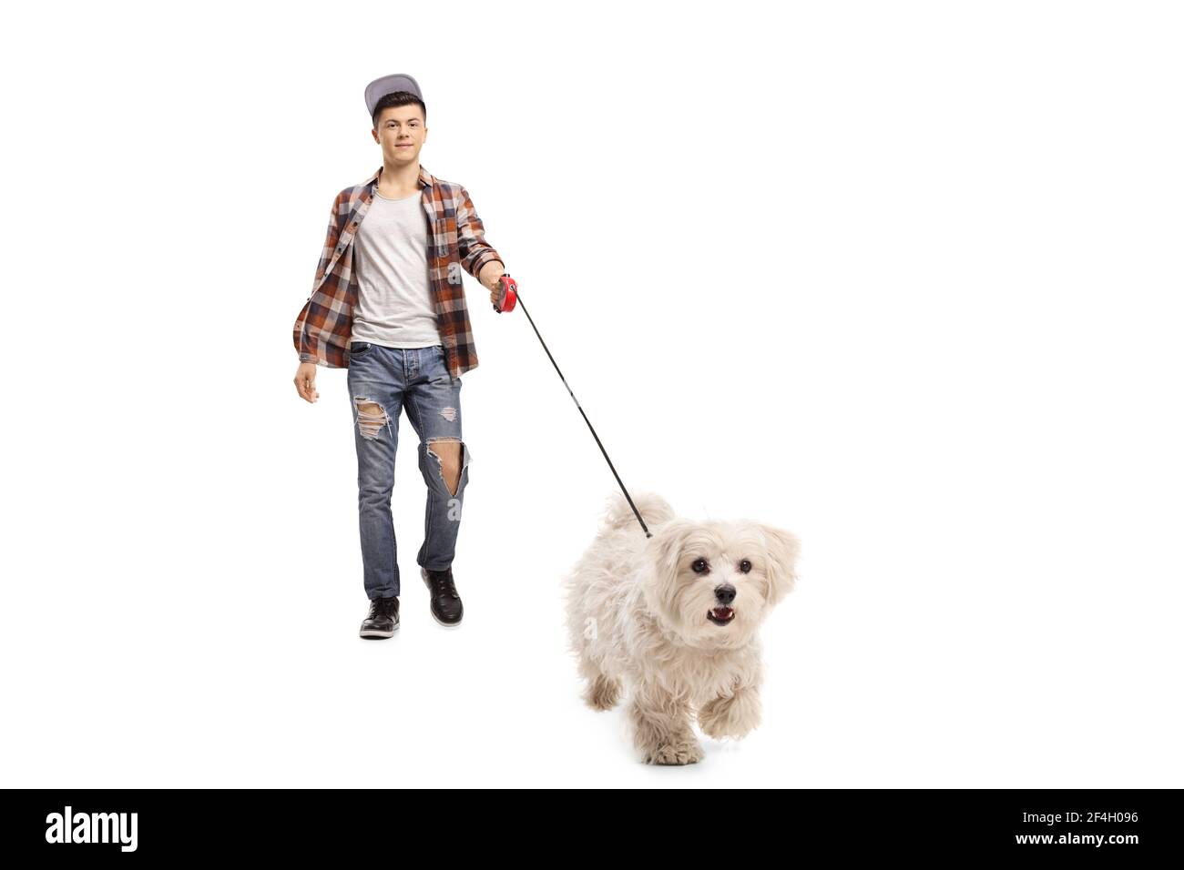 Full length portrait of a guy walking a maltese poodle dog on a lead ...
