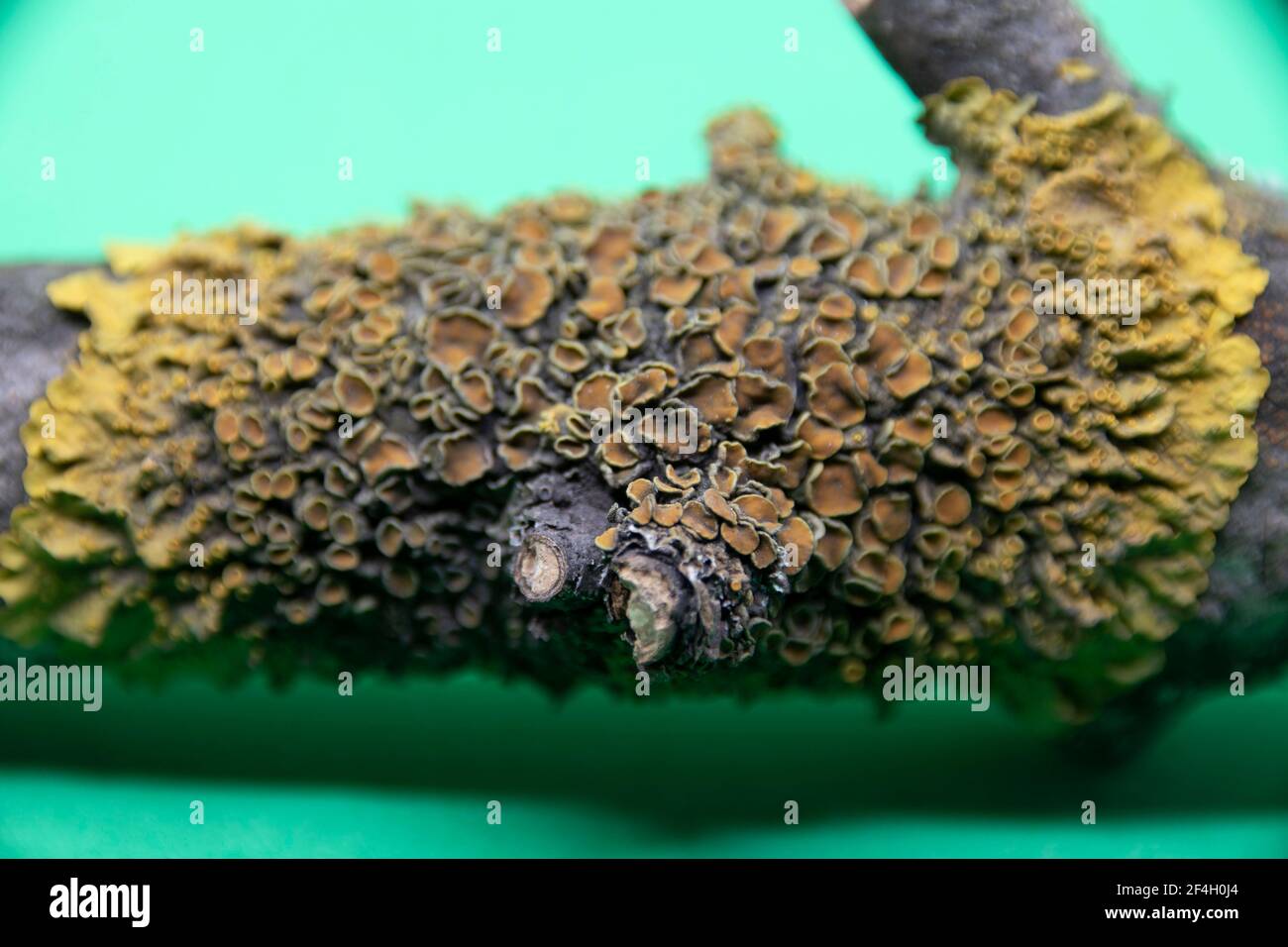 Lichen on a dry branch of a tree close-up on a green background. Green ...
