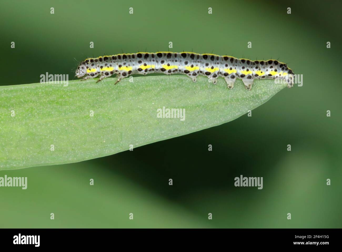 Early instar hi-res stock photography and images - Alamy