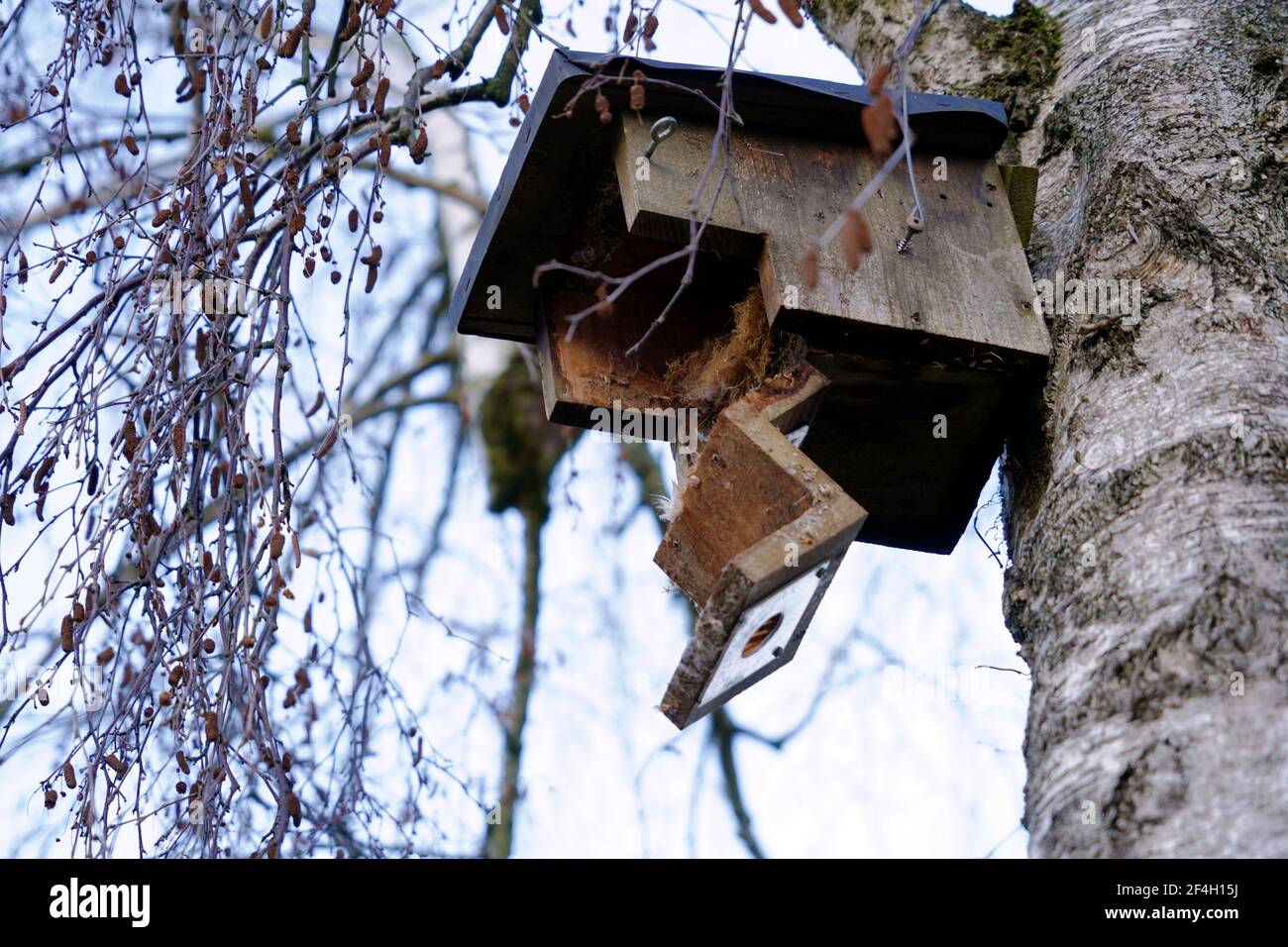 Bird box on a tree, open and empty. There is bird nest inside, made of ...