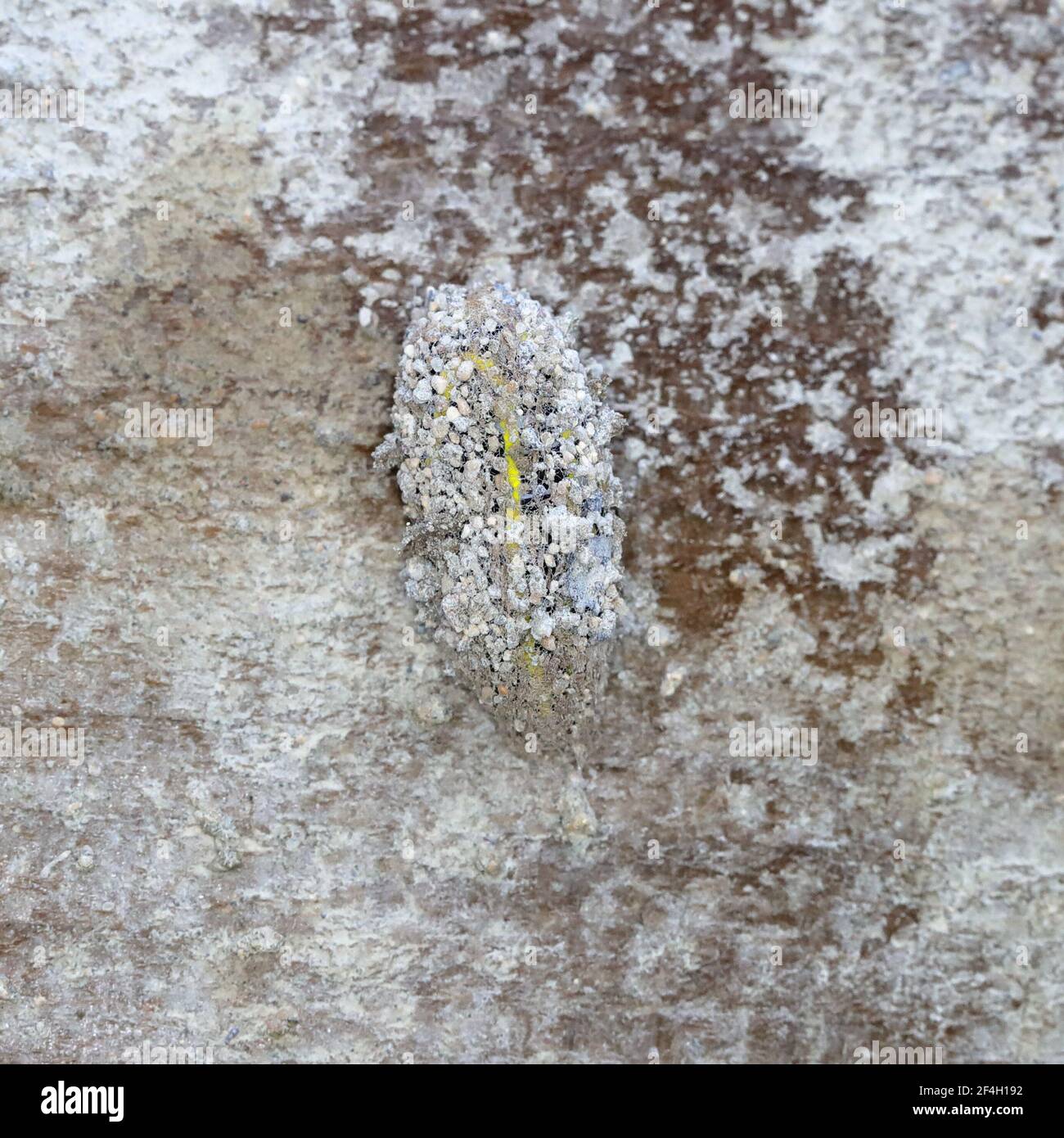 Caterpillar Building Pupae High Resolution Stock Photography and Images ...