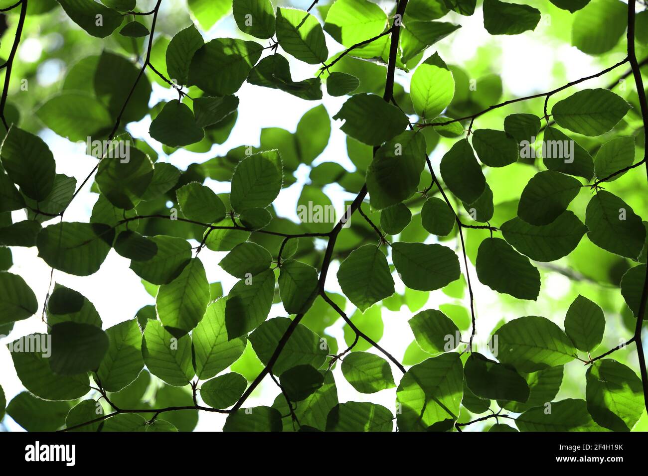 Leaves from Below Stock Photo - Alamy