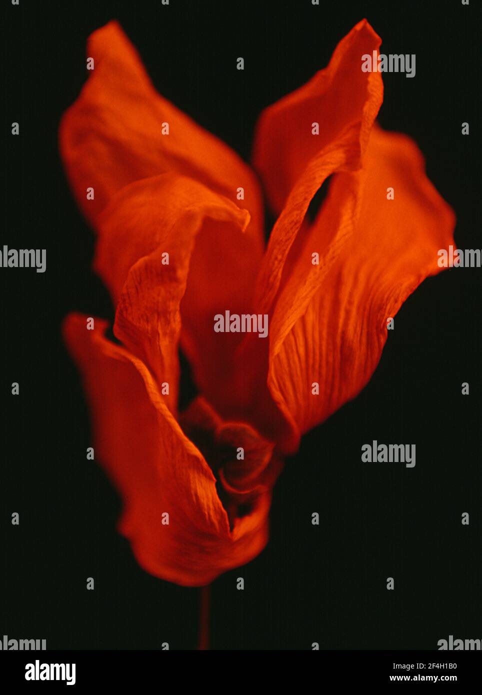 Wilted flower illustration hi-res stock photography and images - Alamy