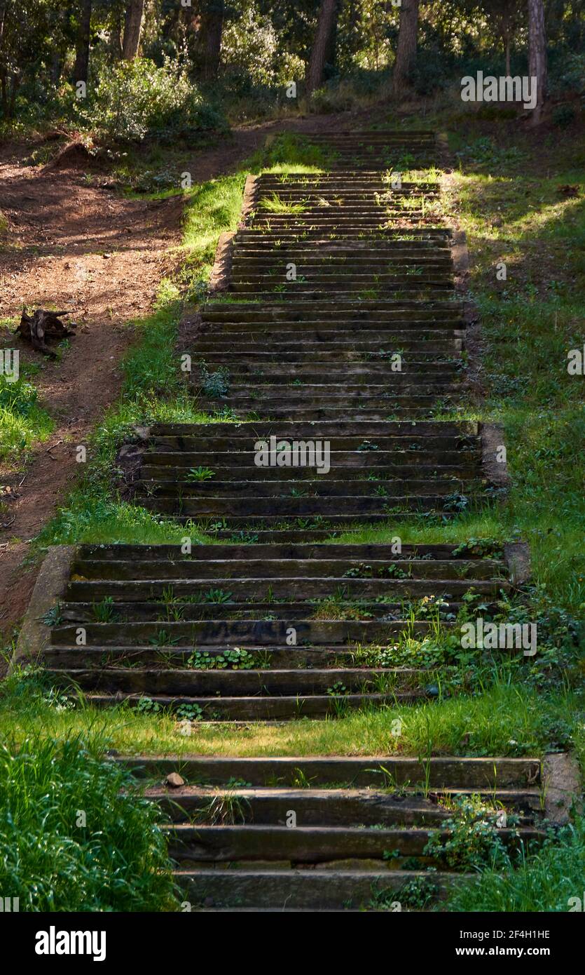 Lush forest landscape with stairs. Forest path with trees and lush ...