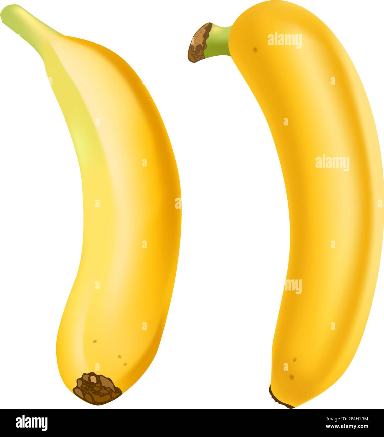Set of 2 realistic bananas isolated on white background.. Tropical ...