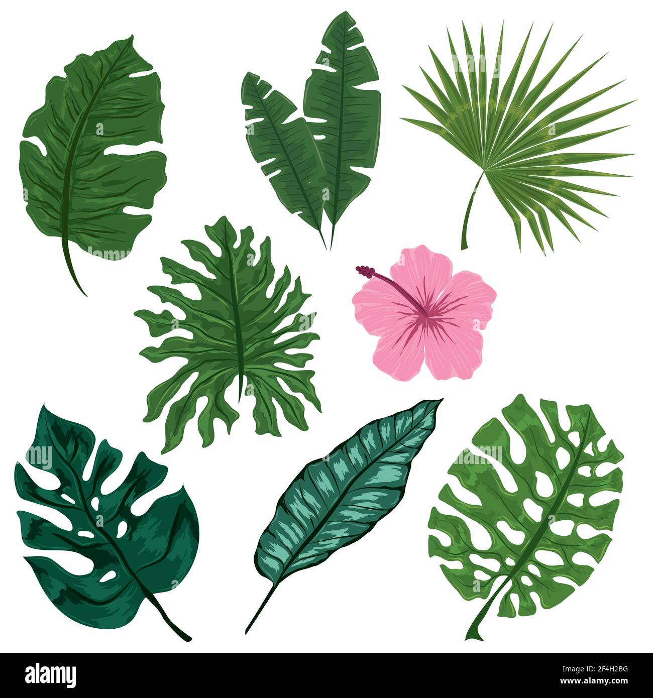 tropical vegetation nature flowers leaves Stock Vector Image & Art - Alamy