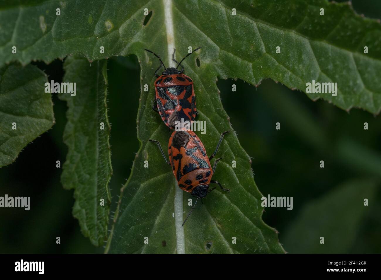 Red soldier bug hi-res stock photography and images - Alamy