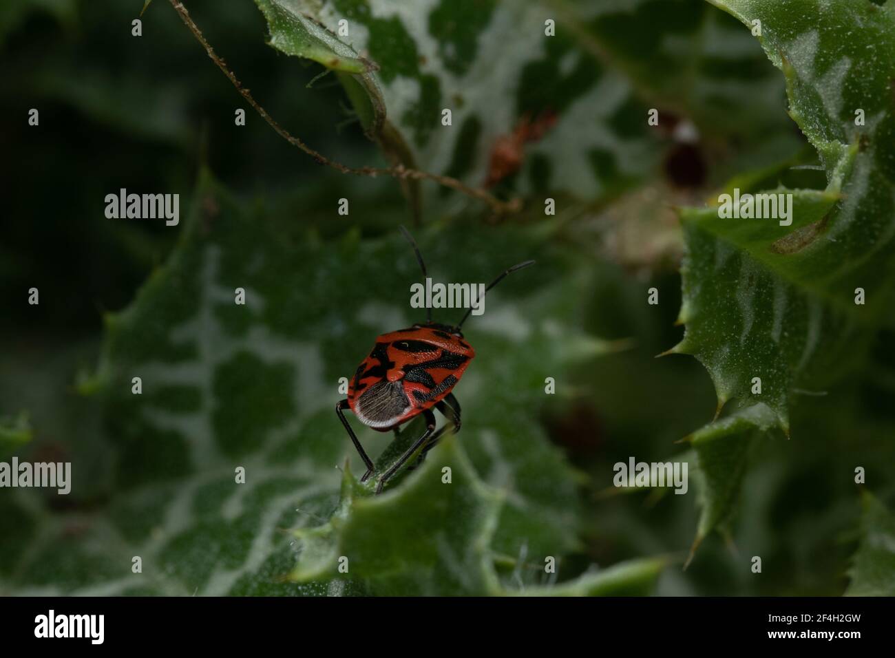 Red soldier bug hi-res stock photography and images - Alamy