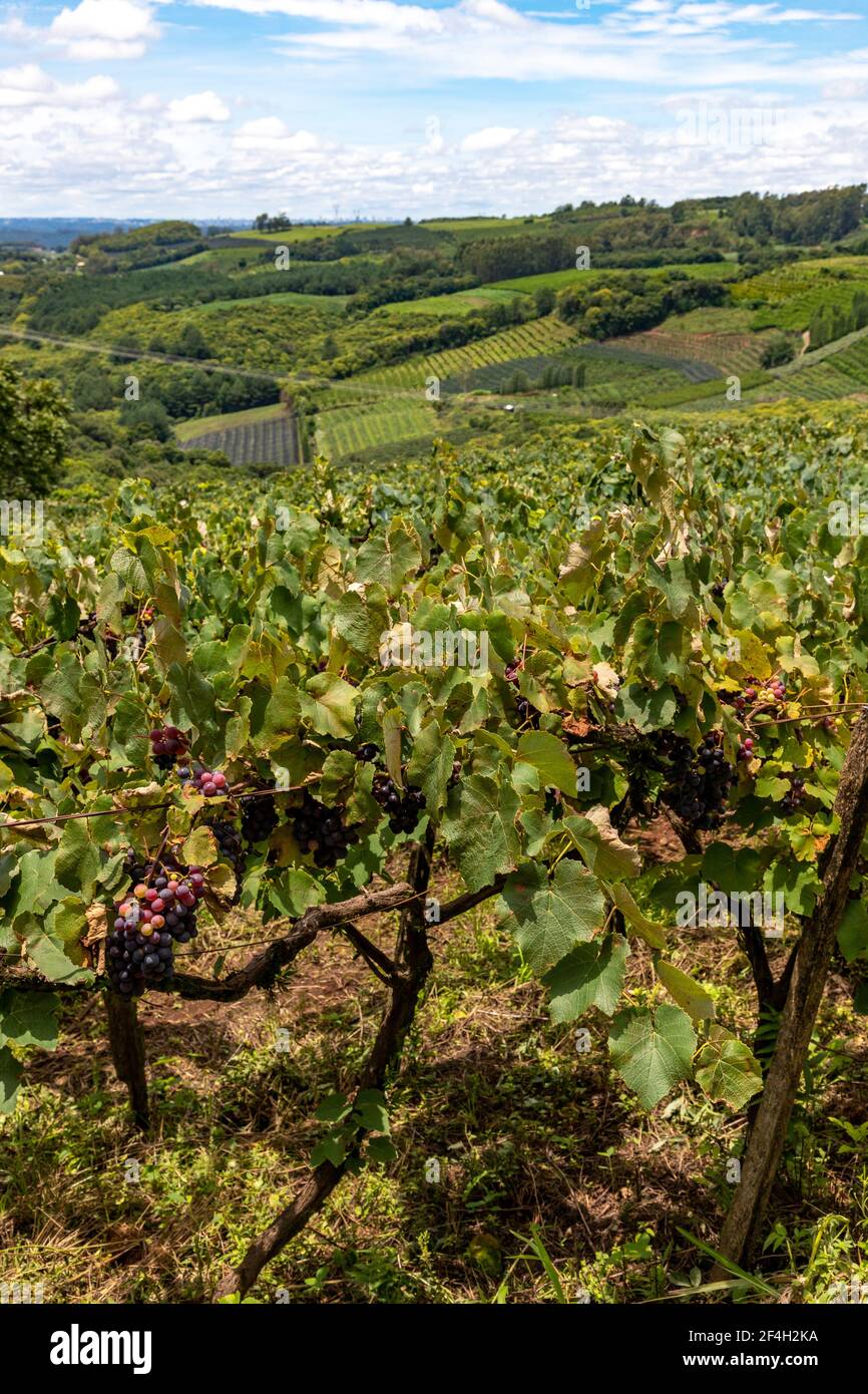 Sierra pinto hi-res stock photography and images - Alamy