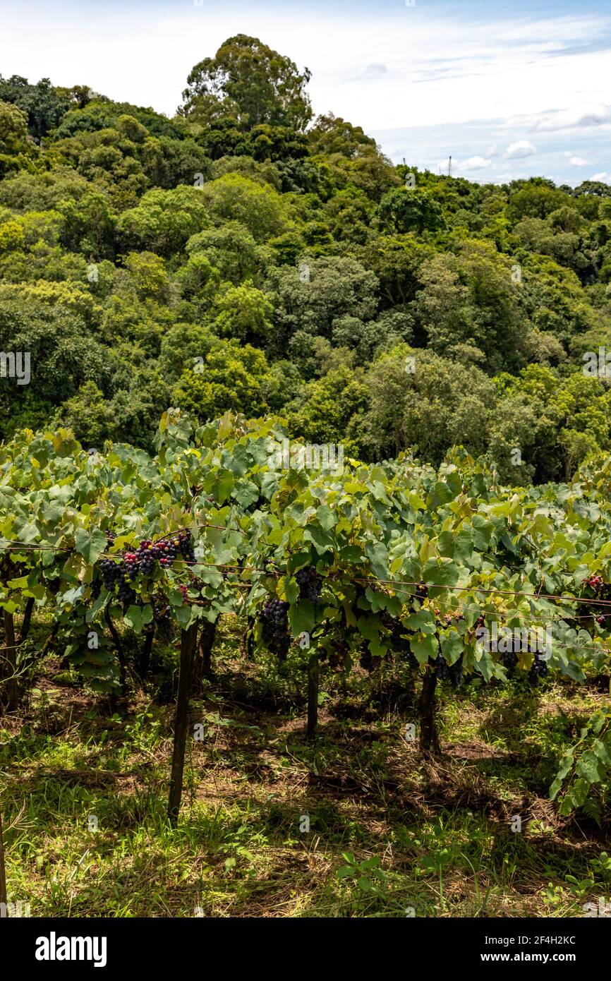 Vineyards and forest, Pinto Bandeira, Rio Grande do Sul, Brazil Stock ...