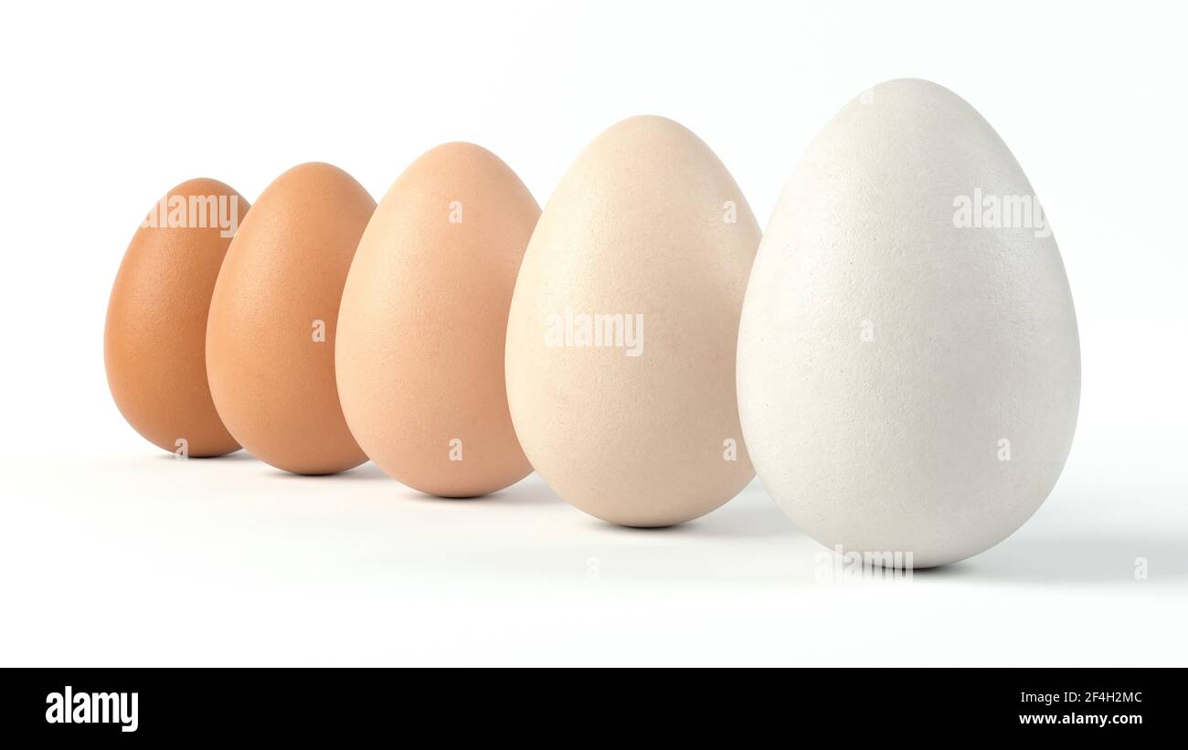 sorted five shades of egg. different colors of egg sorted in a row. 3d ...