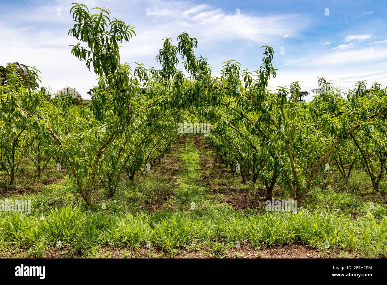 Peach plantation, Pinto Bandeira, Rio Grande do Sul, Brazil Stock Photo ...