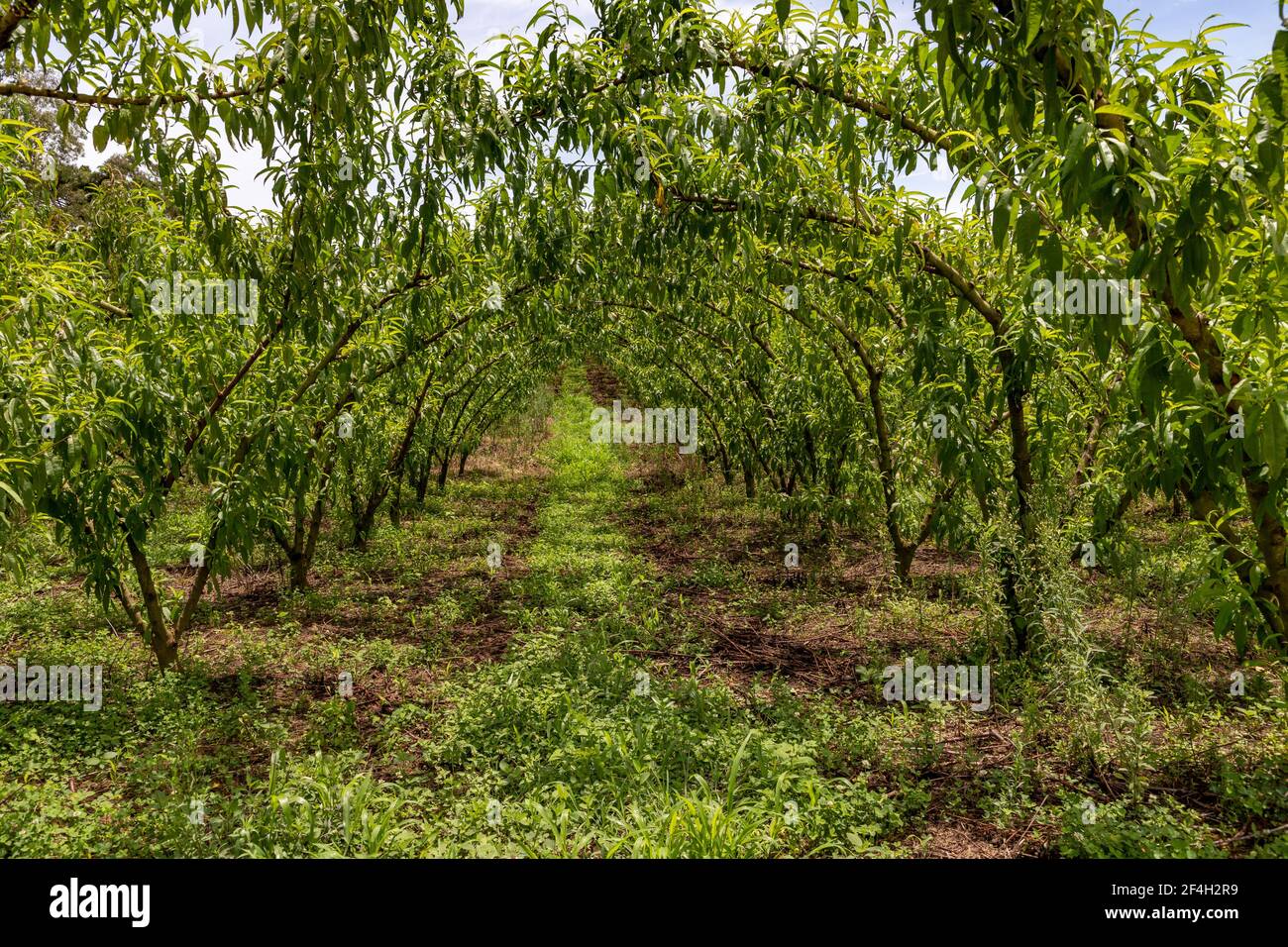 Peach plantation, Pinto Bandeira, Rio Grande do Sul, Brazil Stock Photo ...
