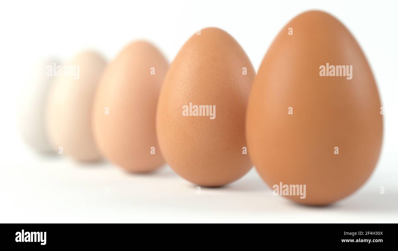 sorted five shades of egg. different colors of egg sorted in a row. 3d ...