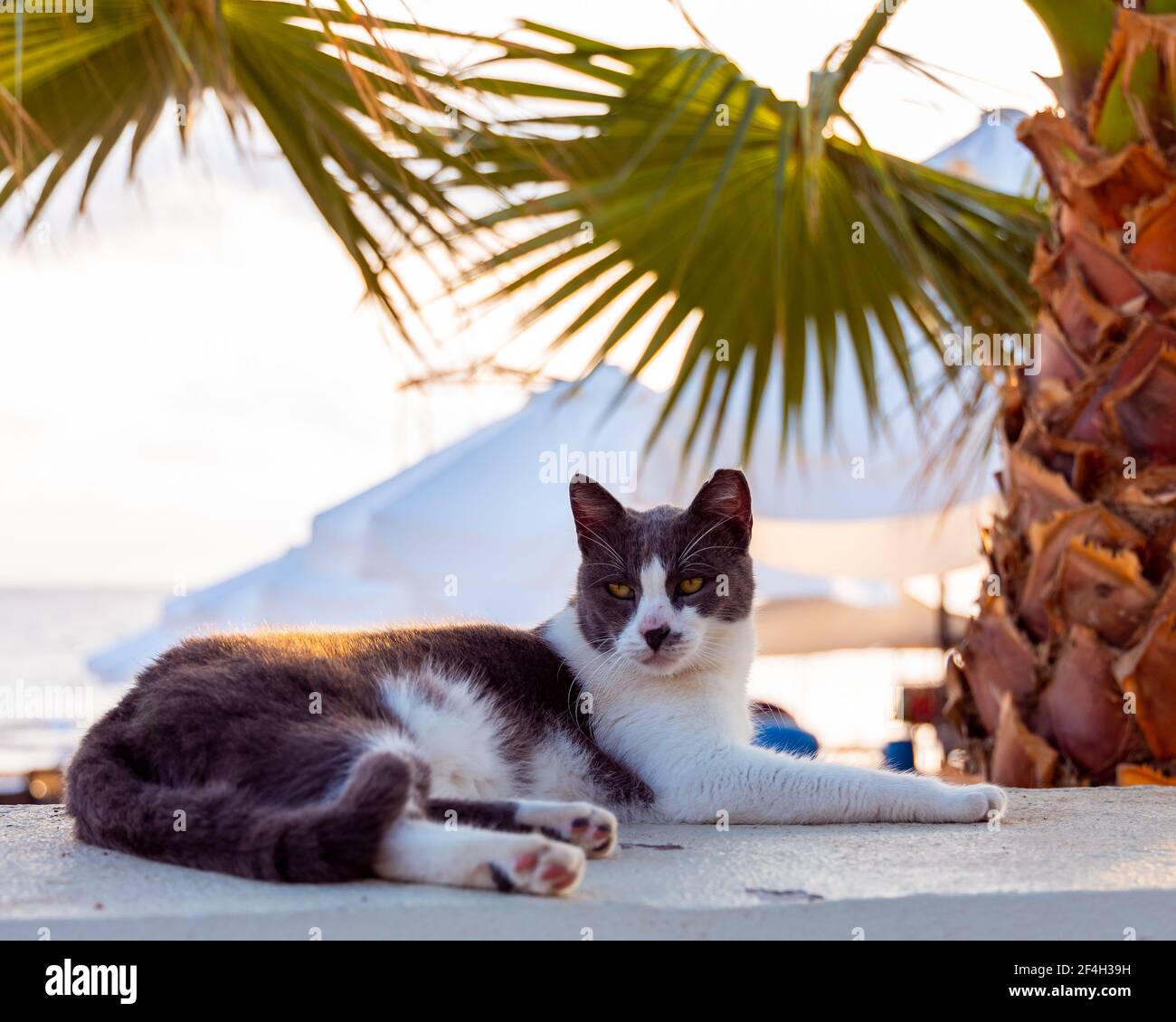 Cute gray cat taking a rest under the palm tree on the beach Stock ...