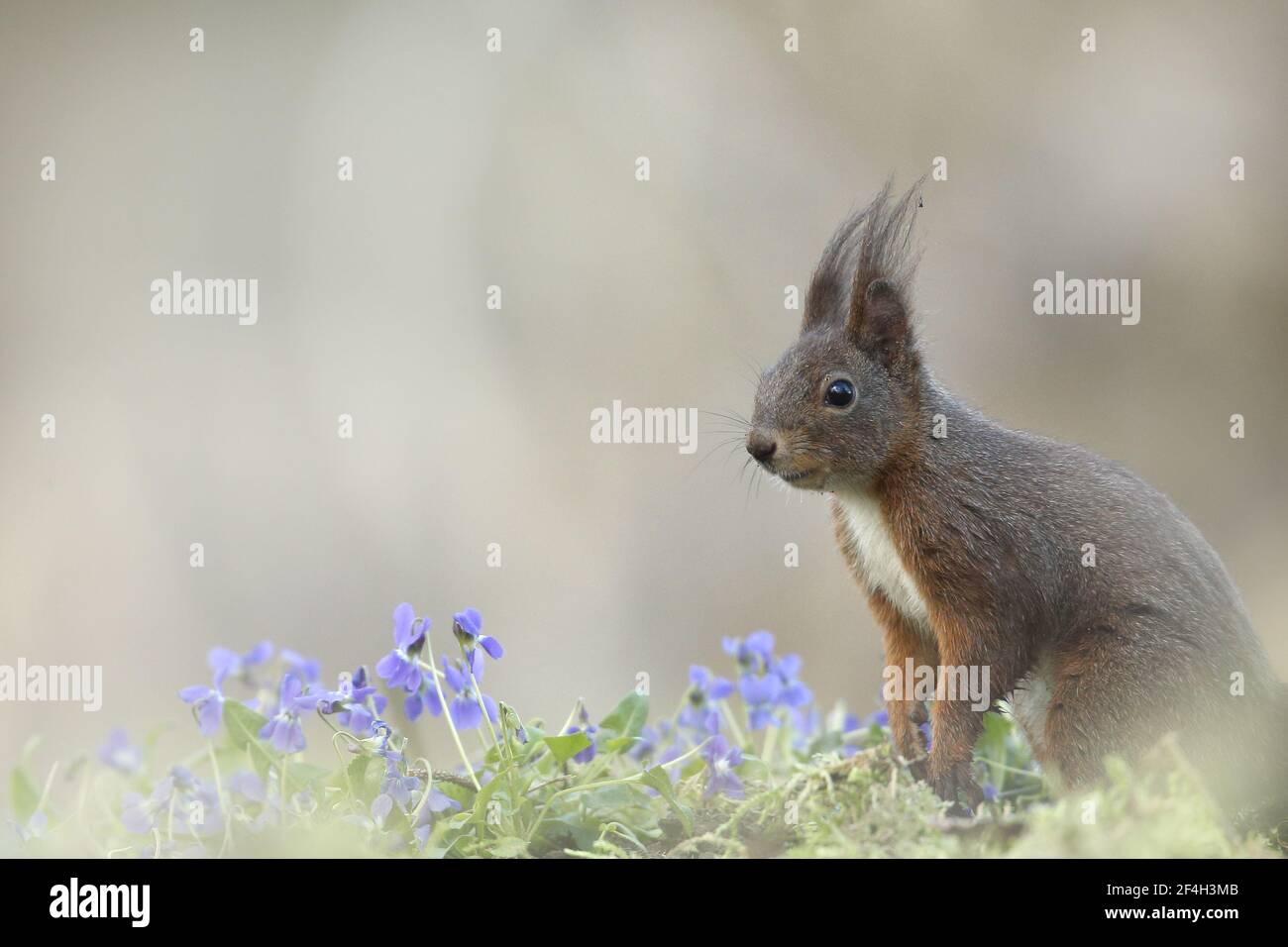 red squirrel in the flowers Stock Photo - Alamy