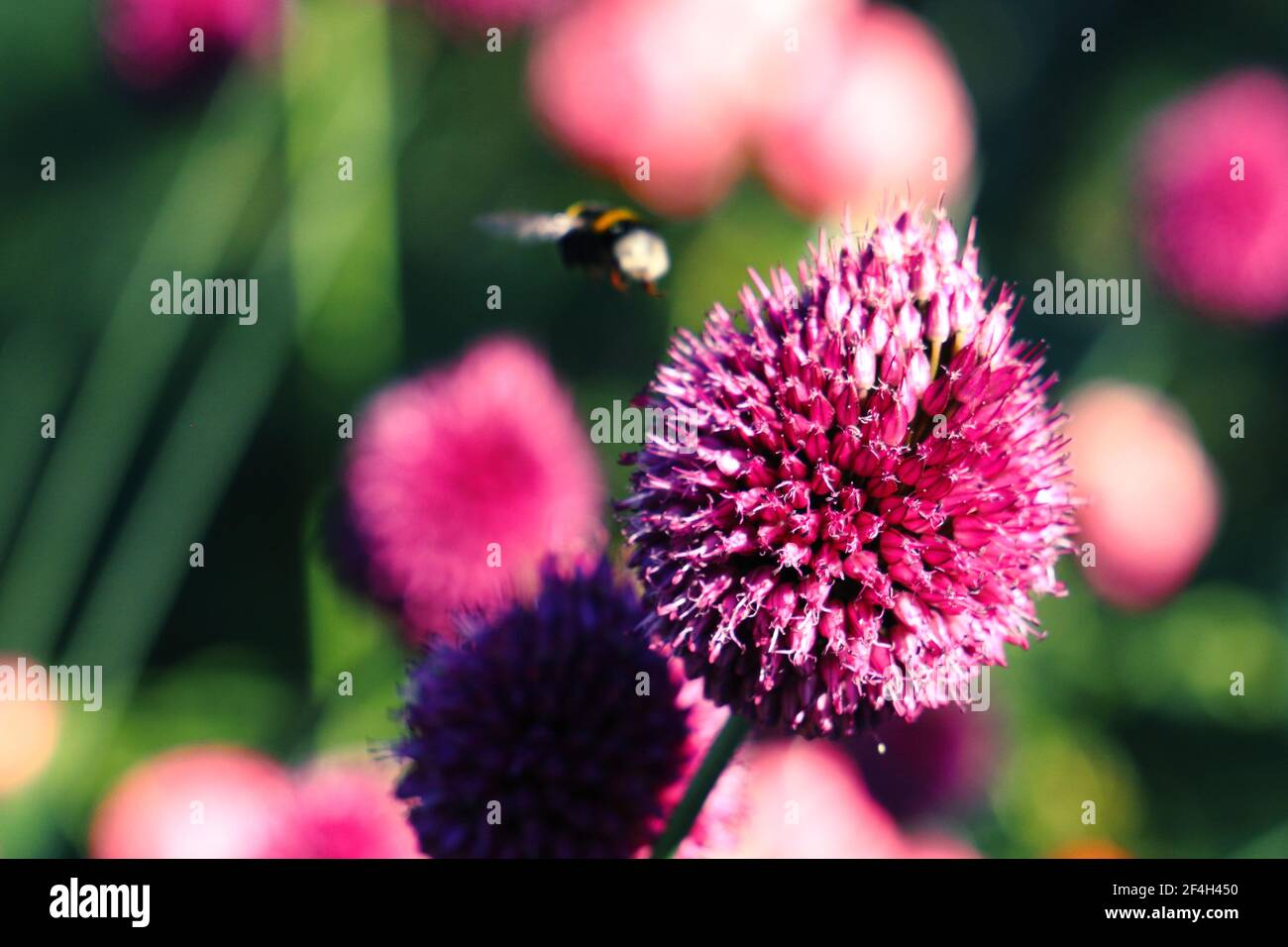 Bumblebee flying away from Flower Stock Photo - Alamy