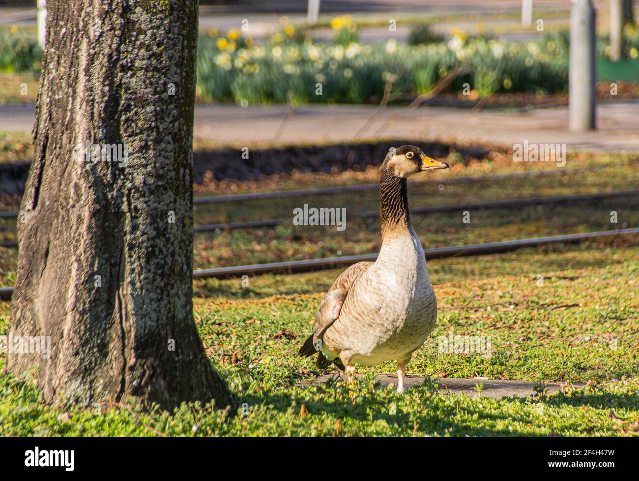 Goose beak hi-res stock photography and images - Alamy