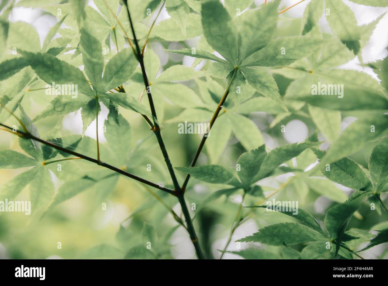 Maples leaves hi-res stock photography and images - Alamy