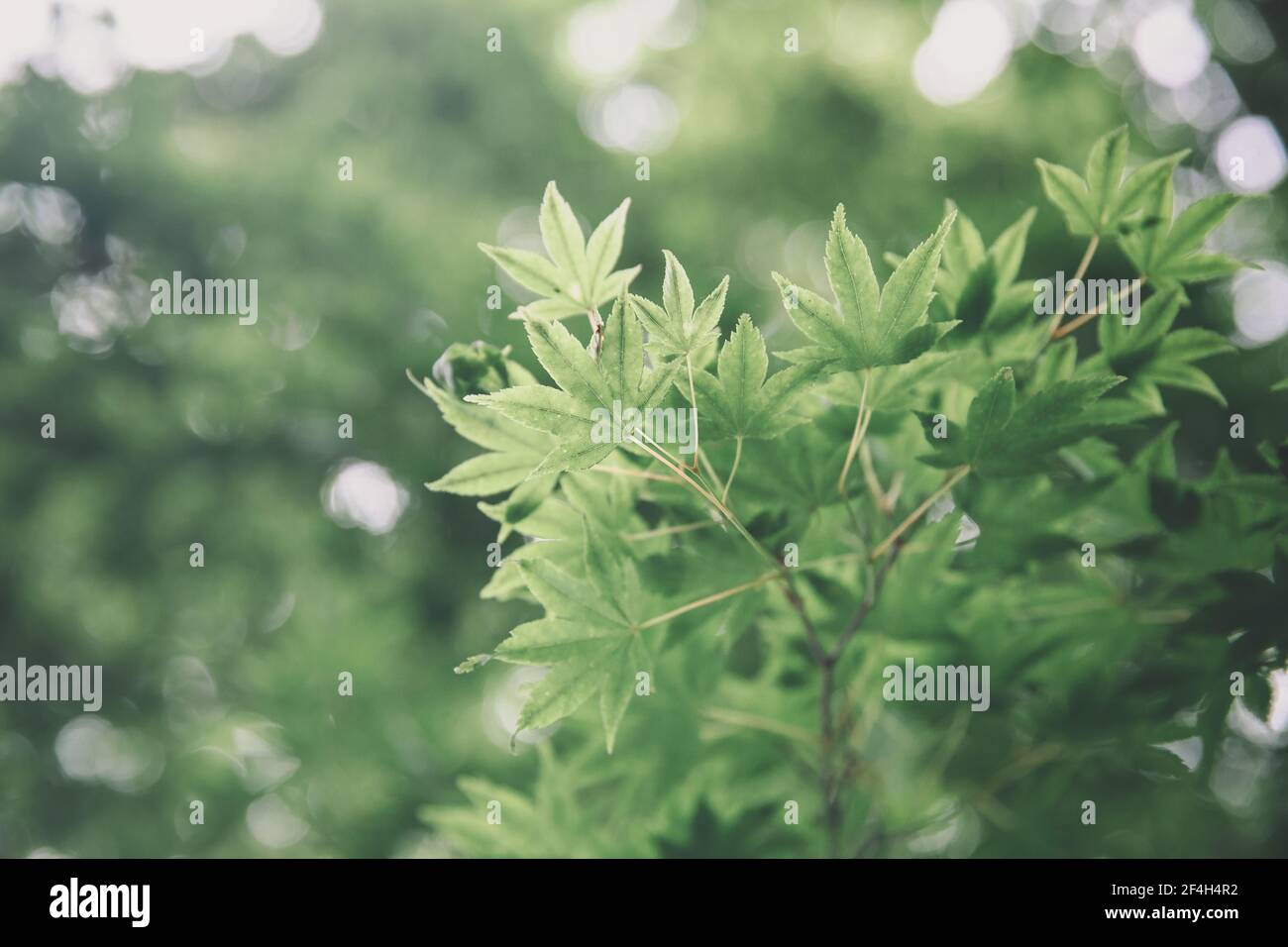 Japanese maples leaves with vintage film style Stock Photo - Alamy