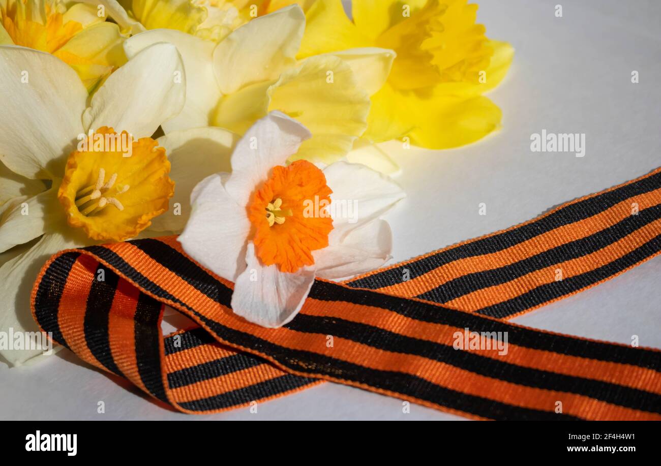 Daffodils and St. George ribbon on a white background. St. George's ...