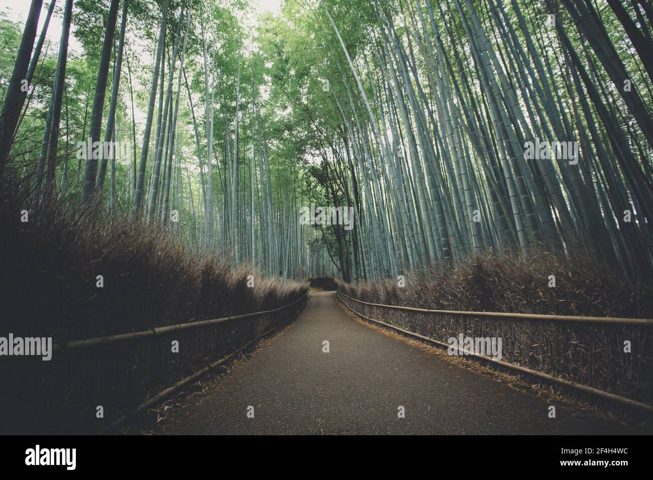 Beautiful bamboo forest walkway hi-res stock photography and images - Alamy