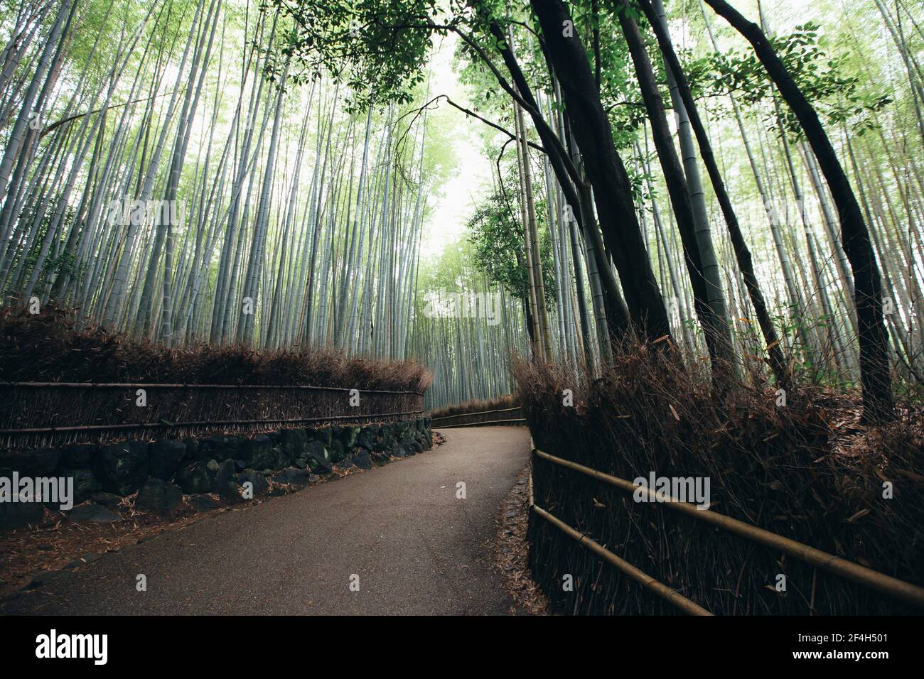 Bamboo forest walkway with film vintage style Stock Photo - Alamy