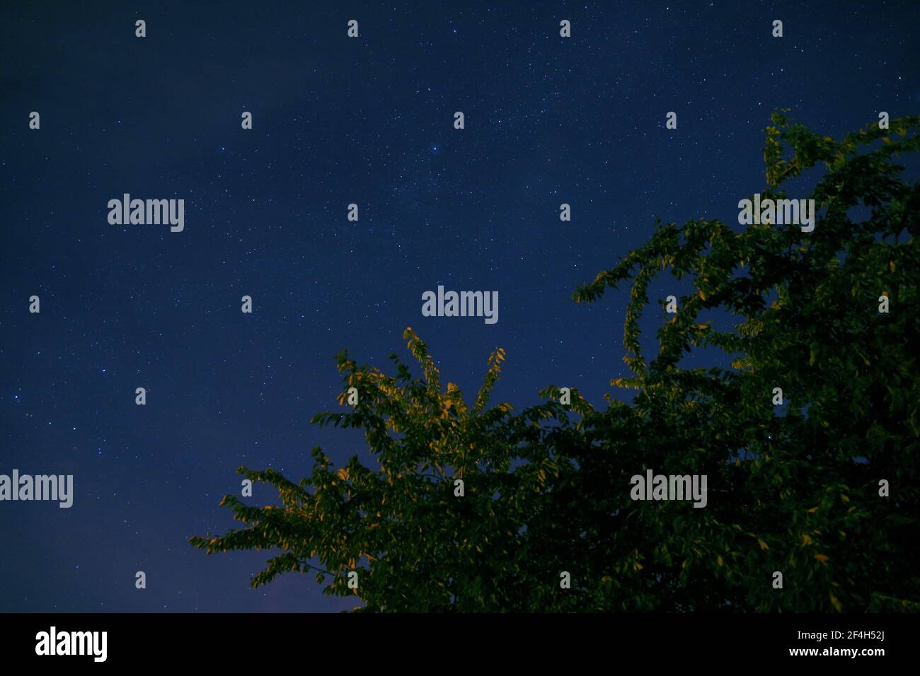 Stars over a Tree Stock Photo - Alamy