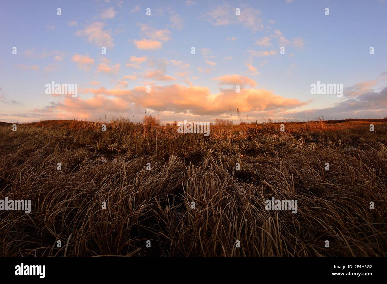 Reeds in the swamp hi-res stock photography and images - Alamy
