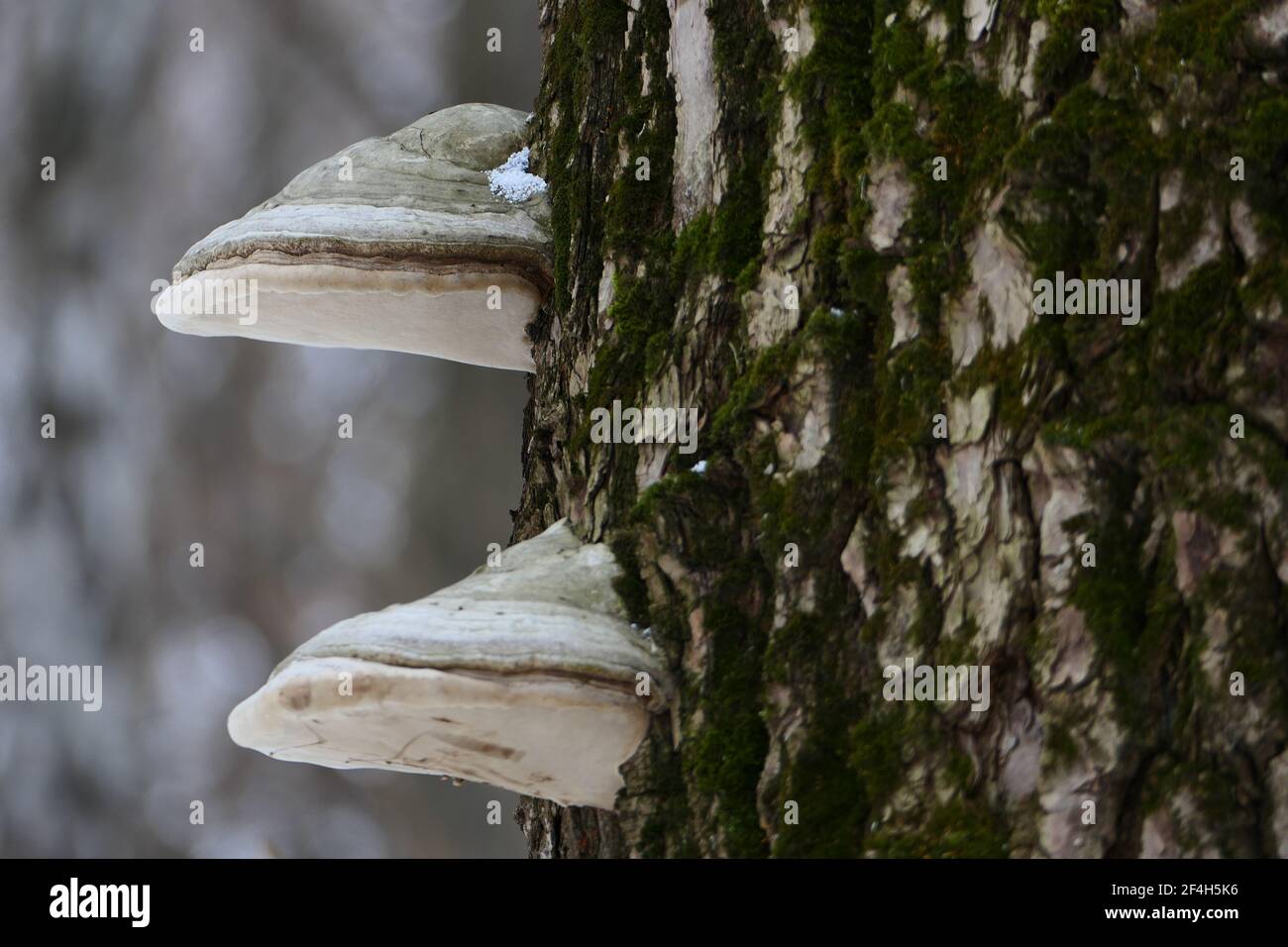 Chaga mushroom on a large tree trunk. The texture of the tree bark ...