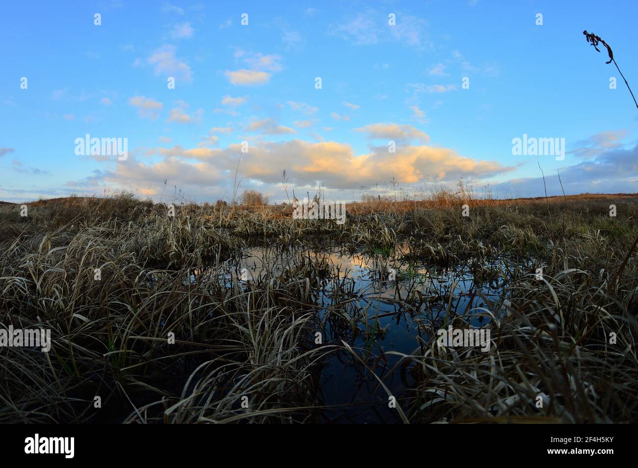 Grass and reeds in the swamp against the backdrop of the clouds in the ...