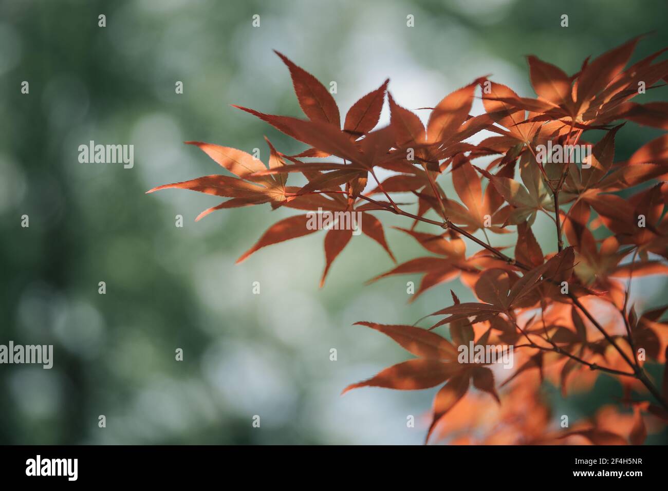 Japanese red maples hi-res stock photography and images - Alamy
