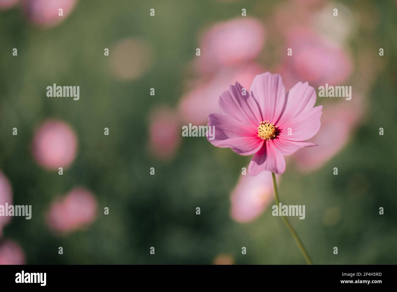 Cosmos pink flowers close up in field background vintage style Stock ...