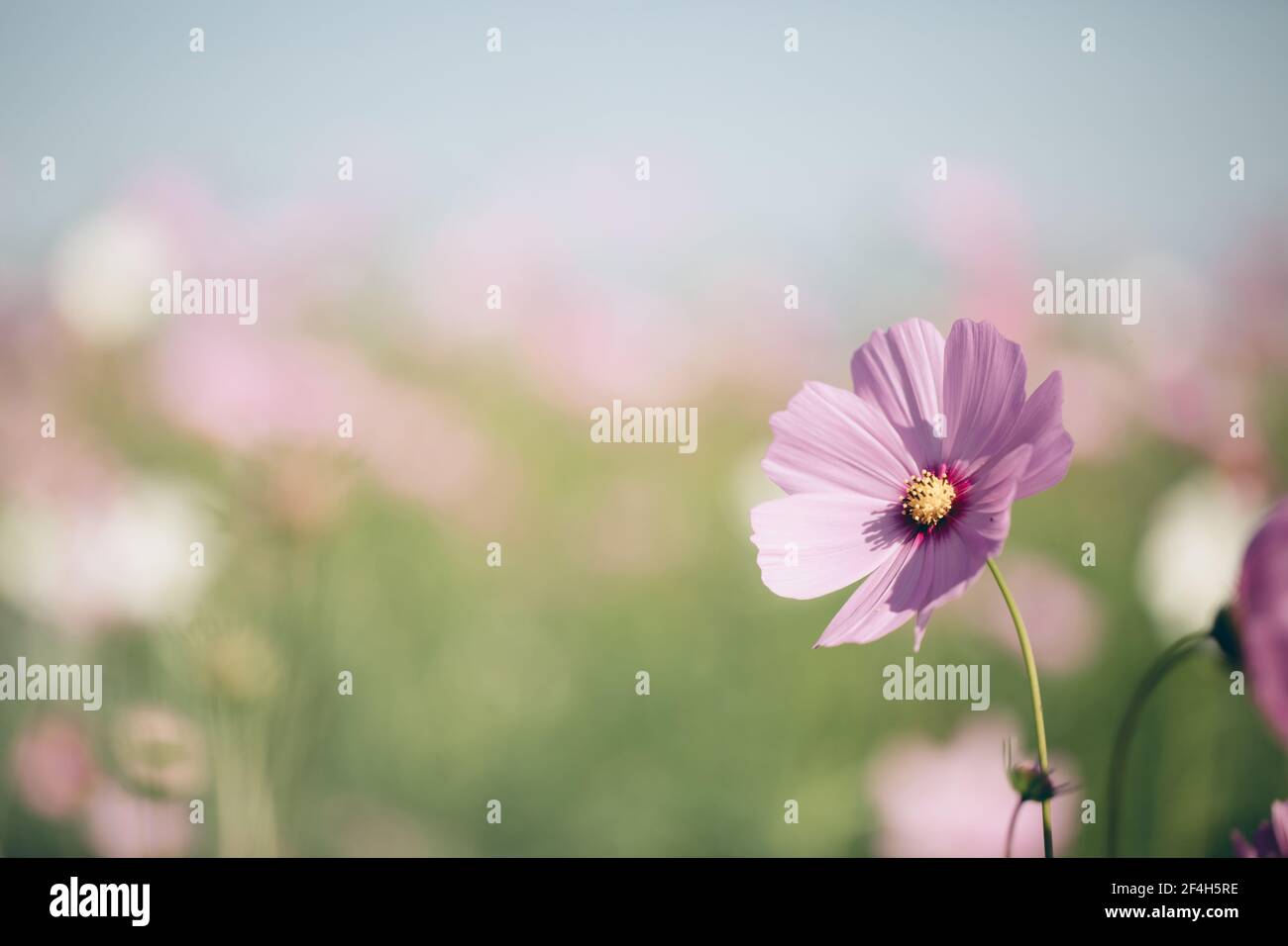Cosmos pink flowers close up in field background vintage style Stock ...