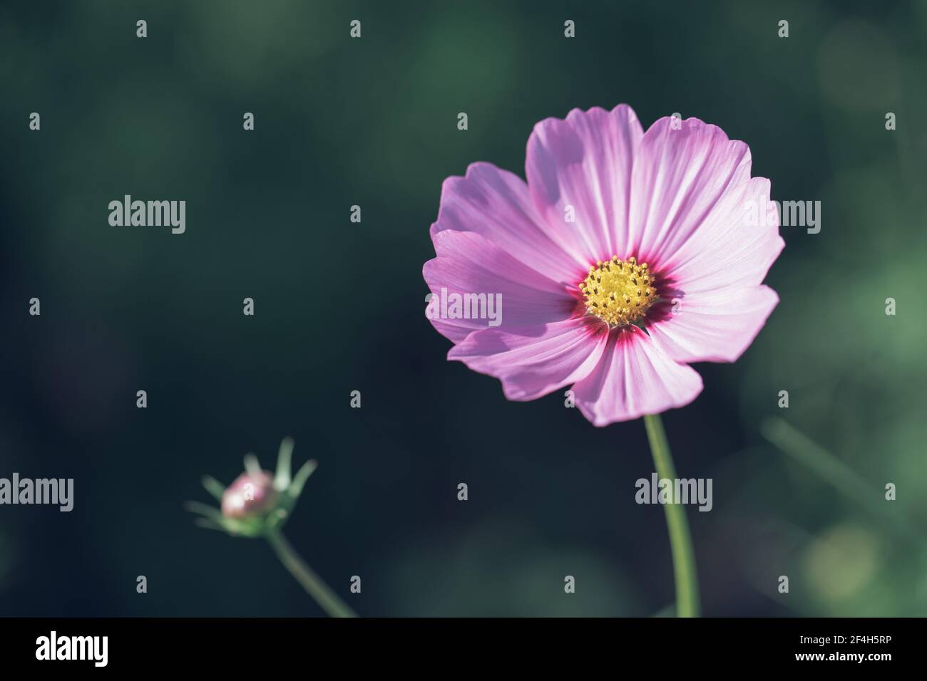 Cosmos pink flowers close up in field background vintage style Stock ...
