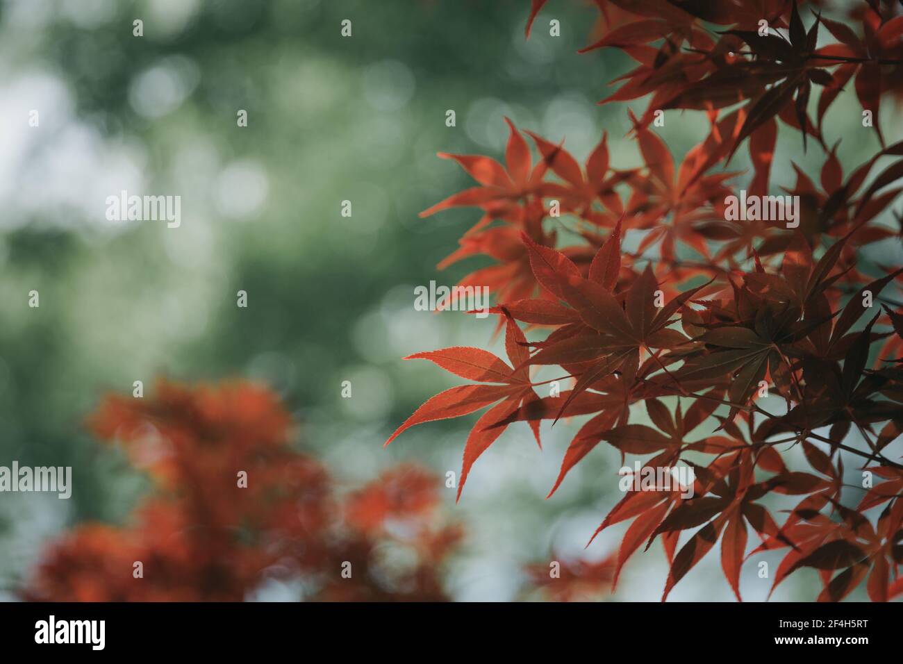 Red maples hi-res stock photography and images - Alamy