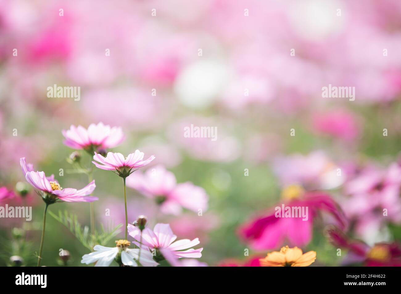 Cosmos flower field hi-res stock photography and images - Alamy