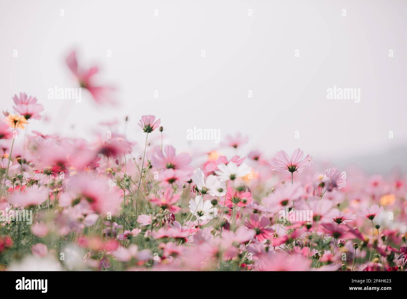 Cosmos landscape hi-res stock photography and images - Alamy