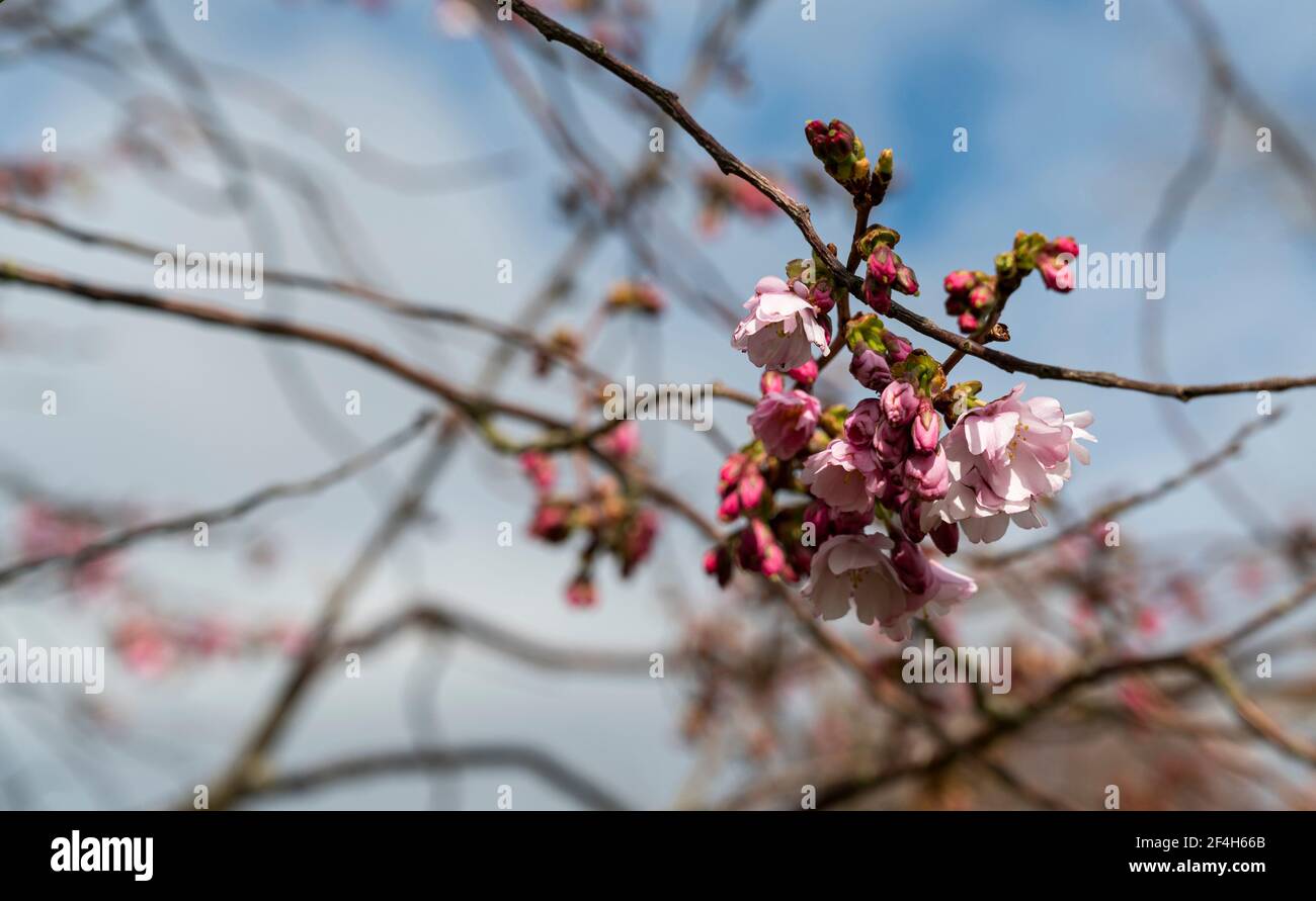 Mid blossom hi-res stock photography and images - Alamy