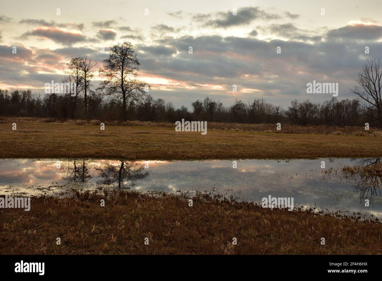 Reeds in the swamp hi-res stock photography and images - Alamy