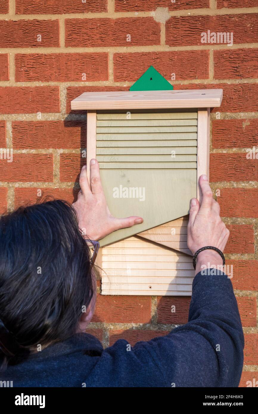 Woman fixing a bat box to the wall of a house Stock Photo - Alamy