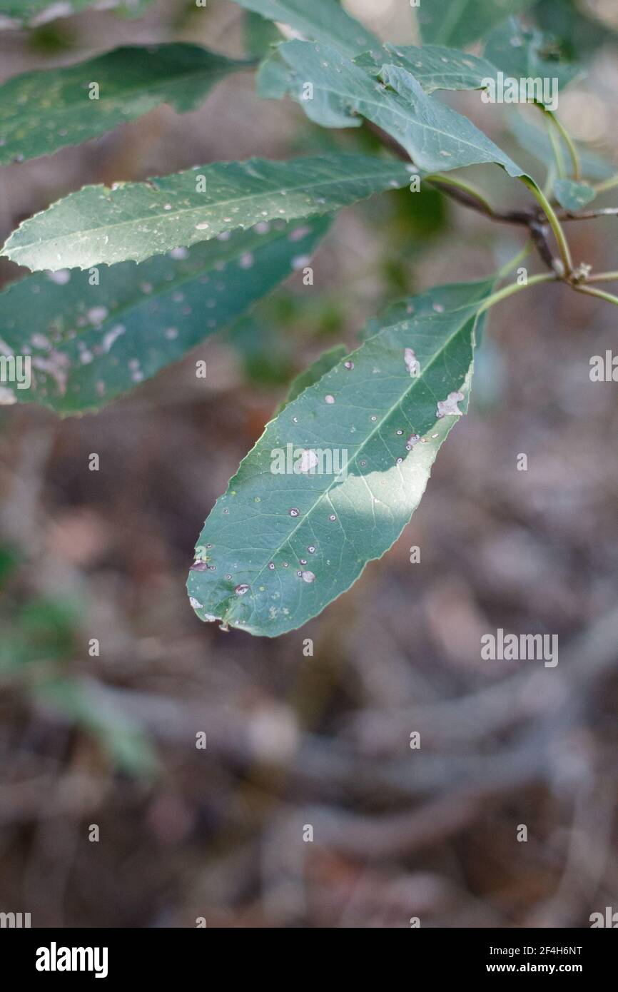 Simple alternate distally rounded proximally acute leaves of Toyon ...