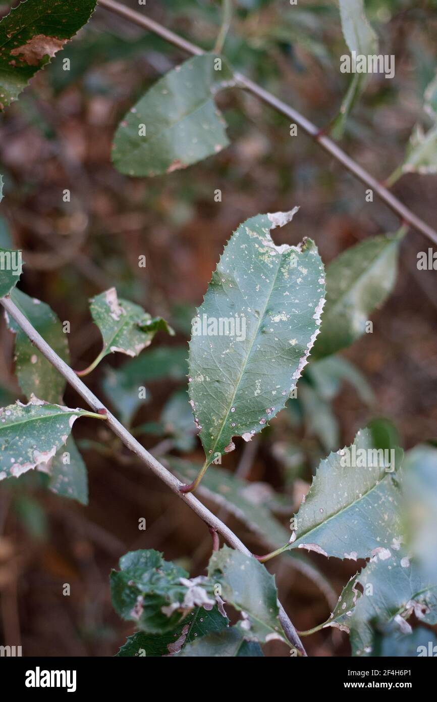 Simple alternate distally rounded proximally acute leaves of Toyon ...