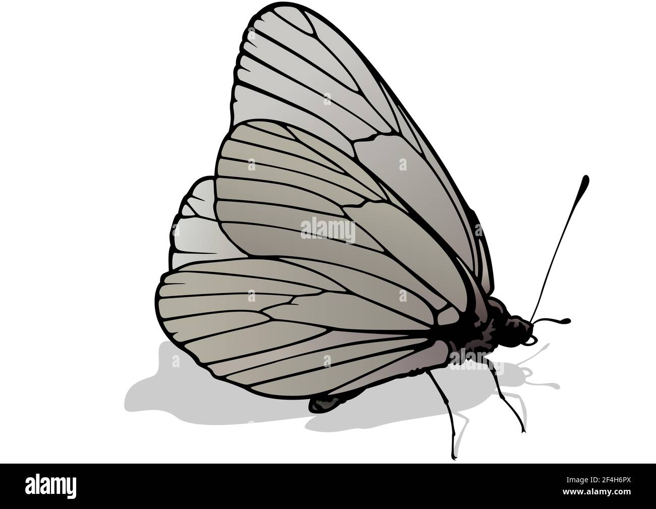 Veined with black Cut Out Stock Images & Pictures - Alamy