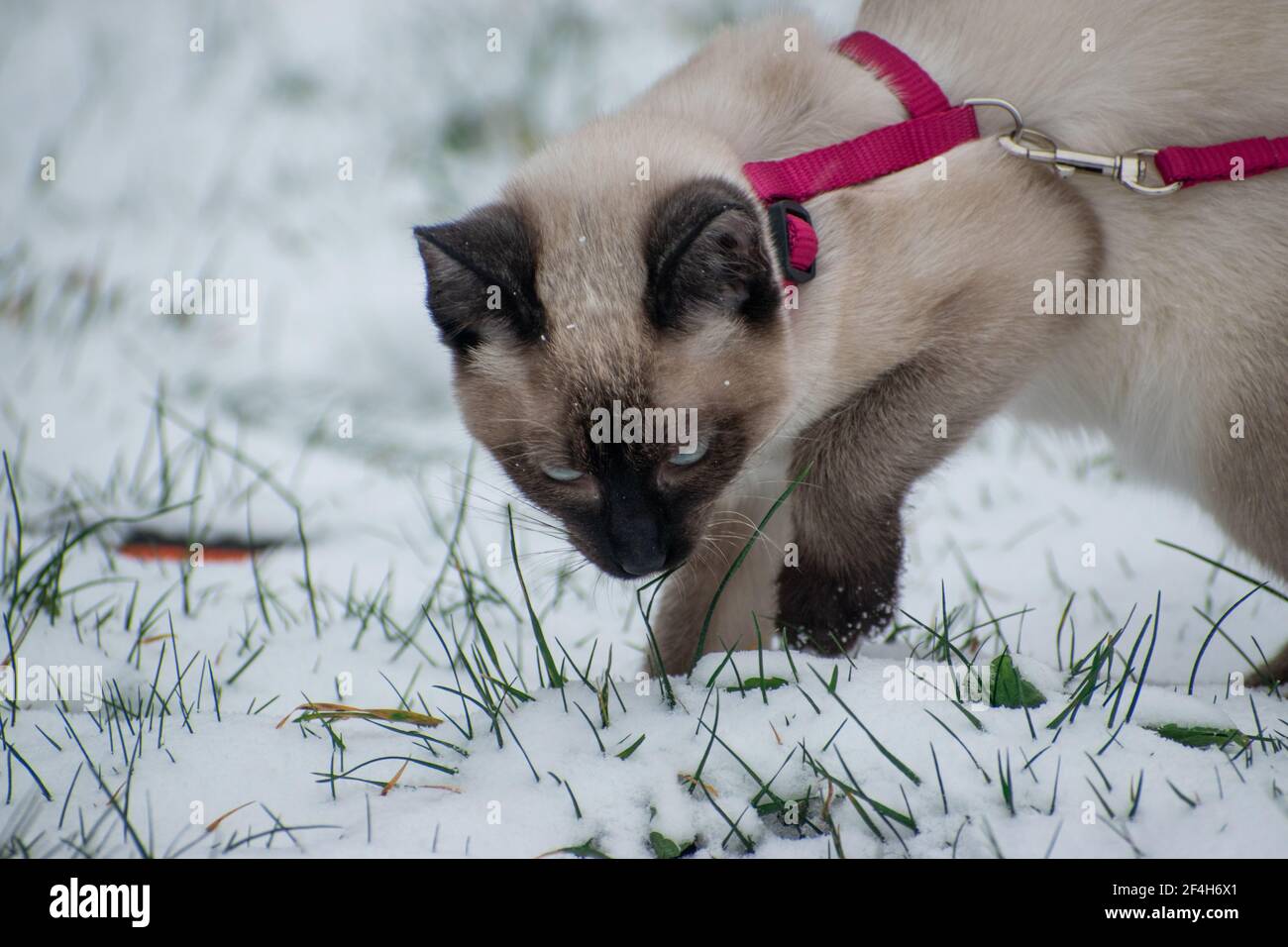 Cat searching hi-res stock photography and images - Alamy