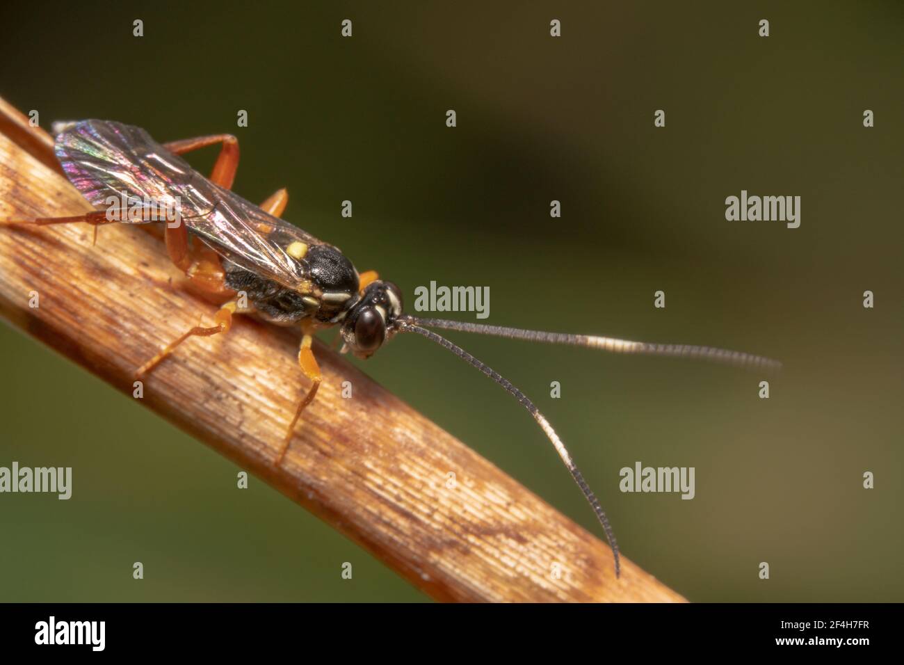 Full body shot of a Brown legged Black Ichneumon Wasp crawling down on ...